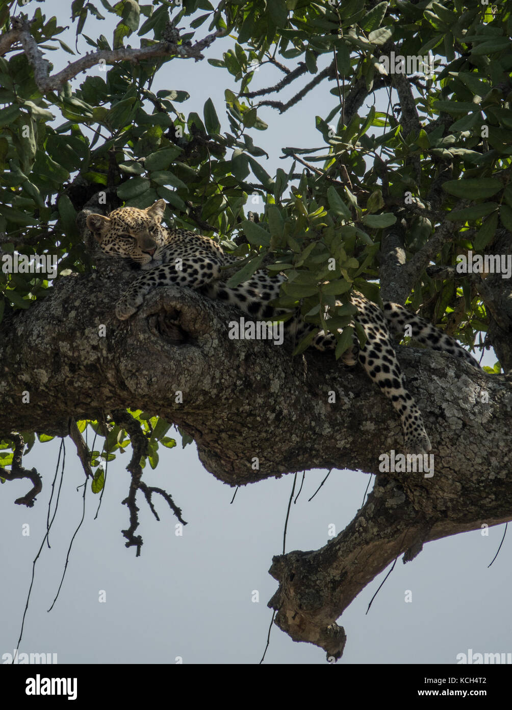 Leopard in tree ngorongoro hi-res stock photography and images - Alamy