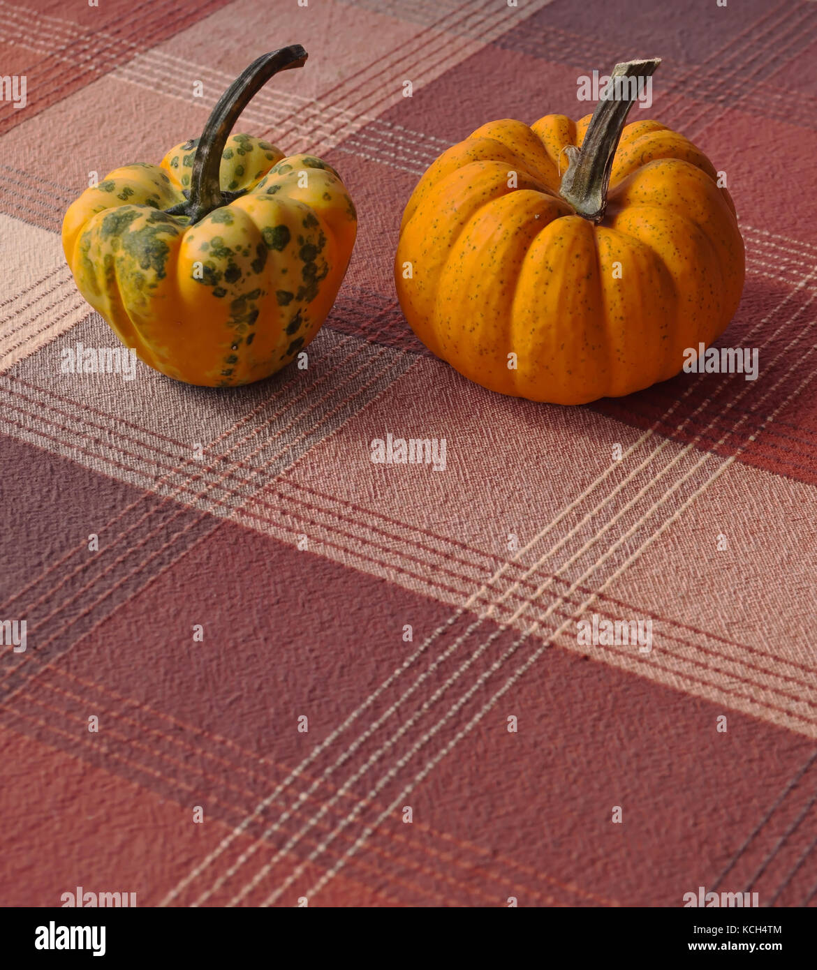 One pumpkins hi-res stock photography and images - Alamy