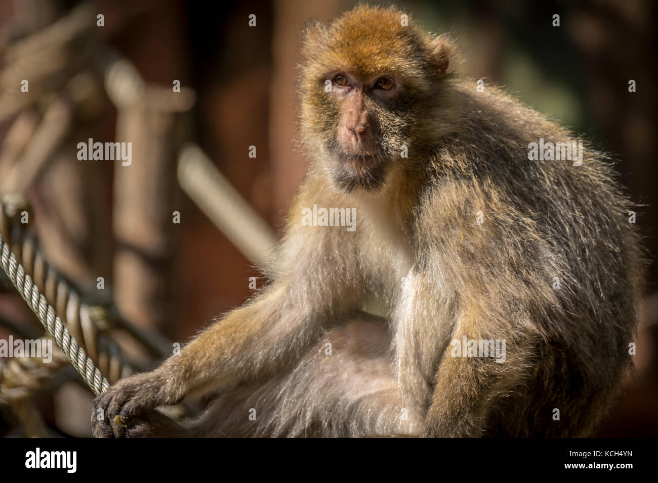 Barbary macaque monkey Stock Photo - Alamy