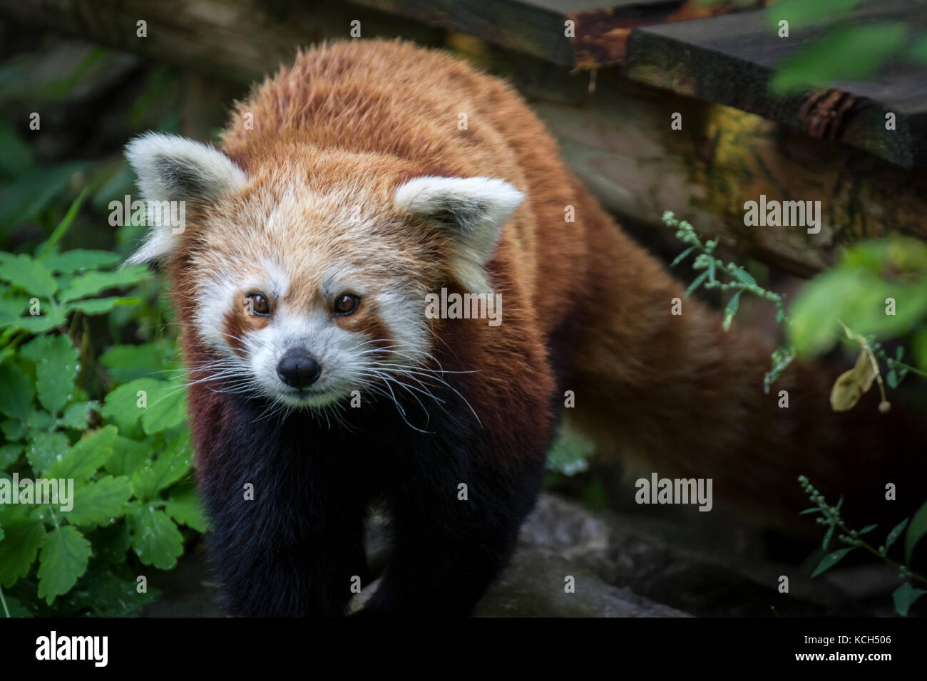 Red dwarf Chinese panda Stock Photo - Alamy