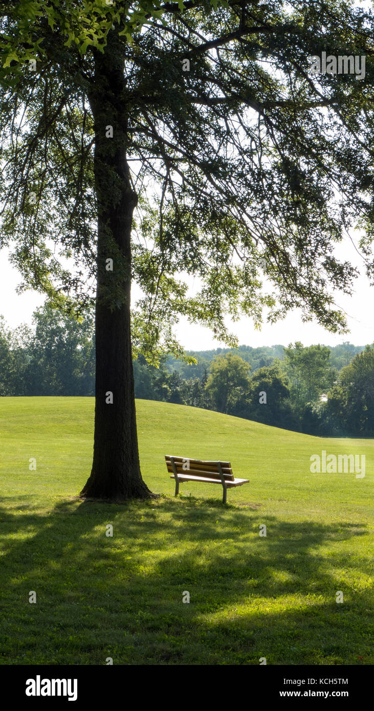 Bench under a tree hi-res stock photography and images - Alamy