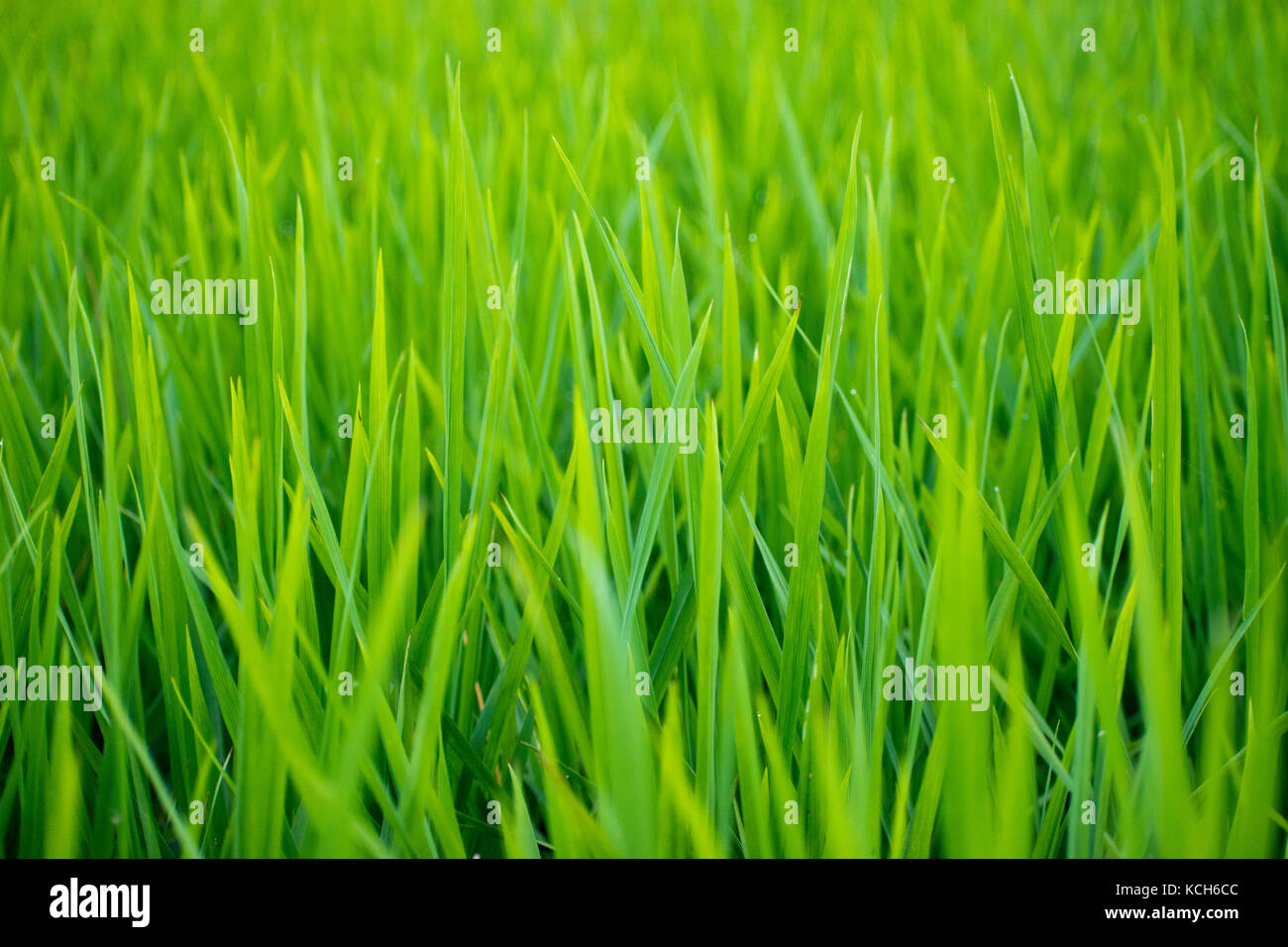 green rice paddy field agriculture in asia beautiful background Stock ...
