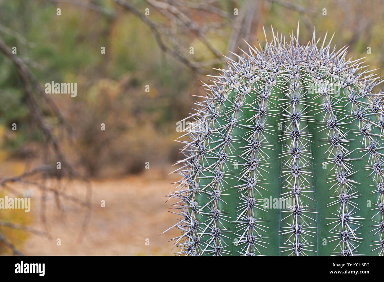 Close up of a Saguaro Cactus with Copy Space Stock Photo - Alamy