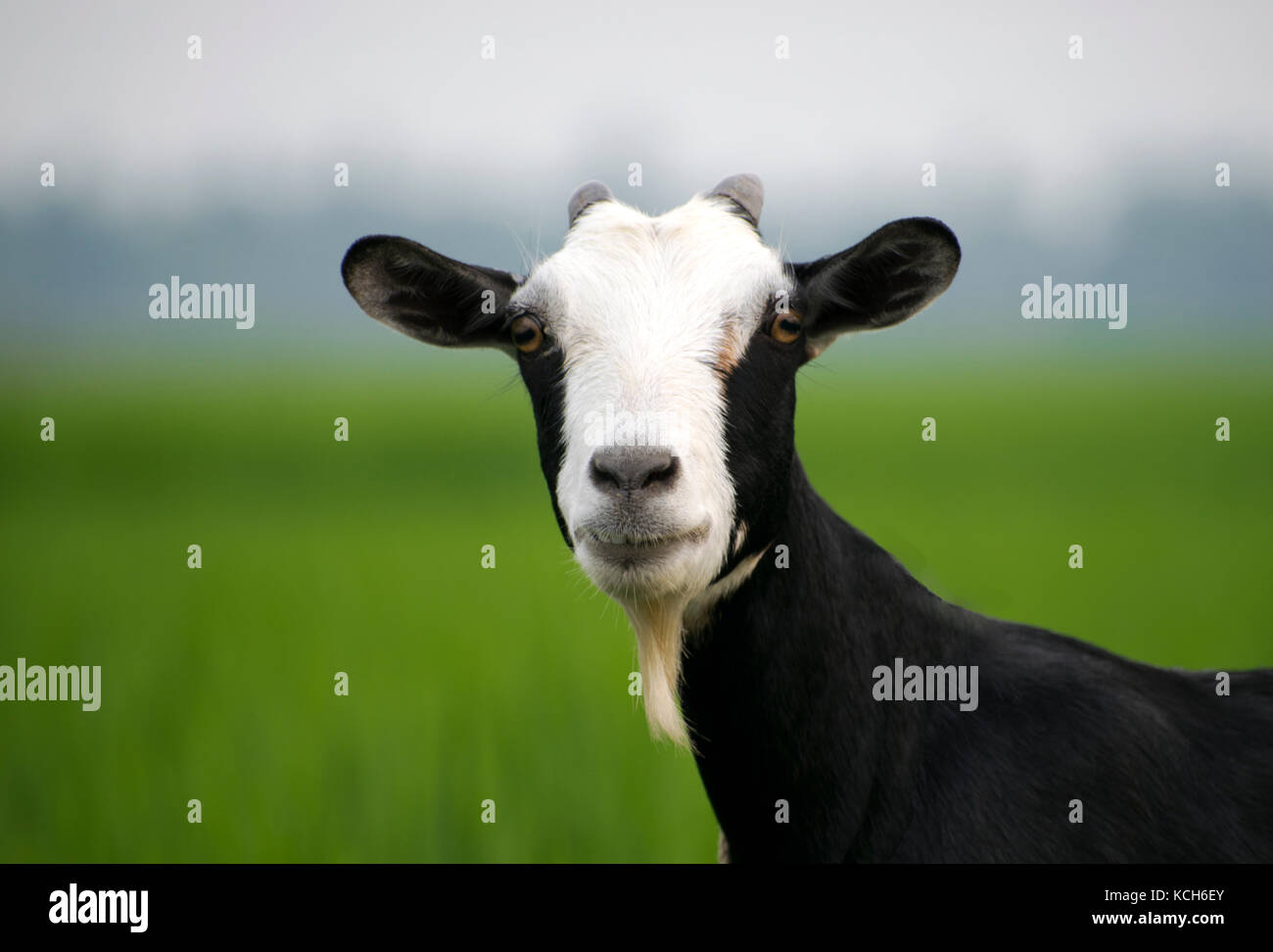 goat close up face view with beard male looking straight in the field ...