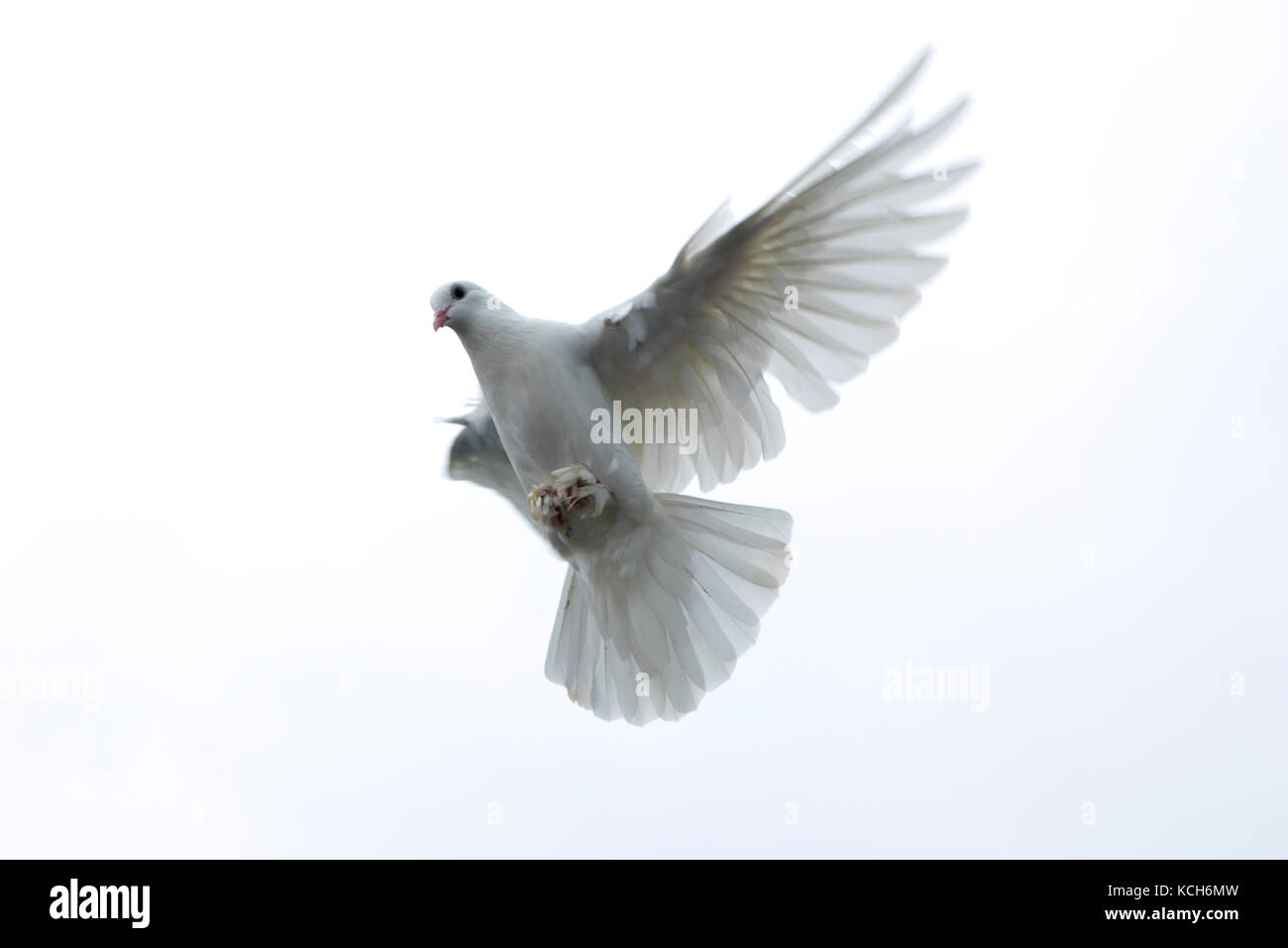 White Pigeon Flying In The Sky