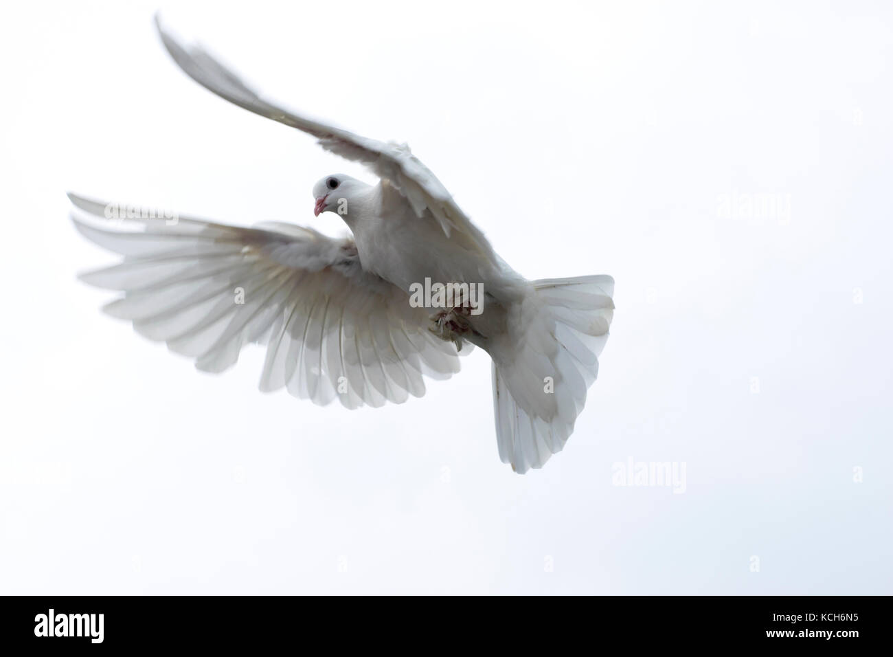 white pigeon dove flying in the sky freedom hope stretched wings ...