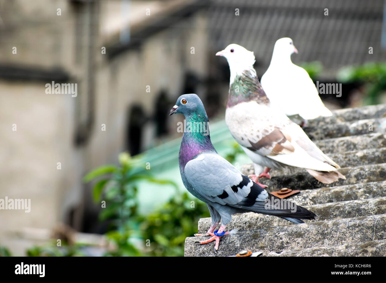 bird pigeon sitting standing on roof green blue bar racer homing game ...