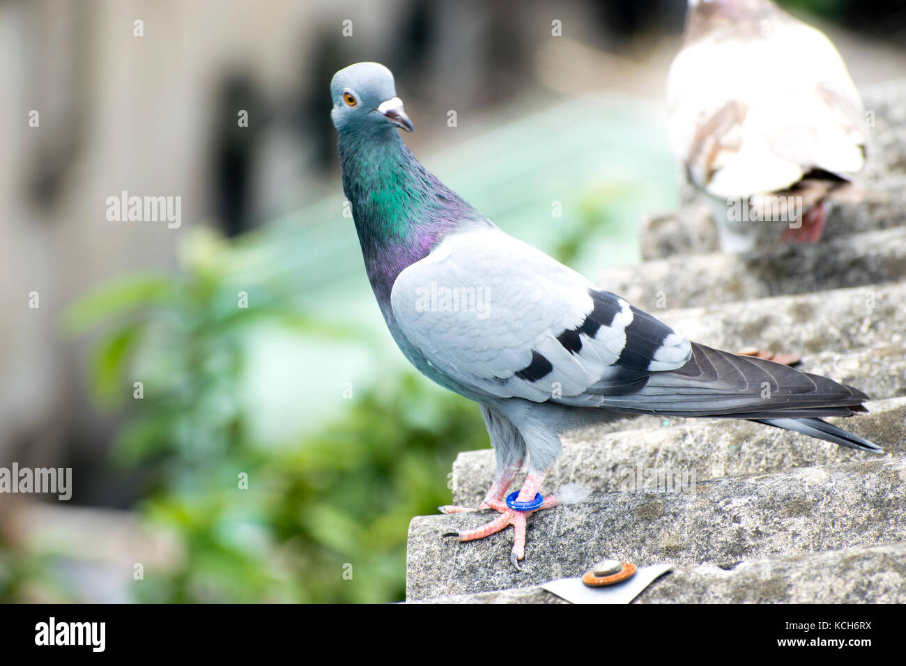bird pigeon sitting standing on roof green blue bar racer homing game ...