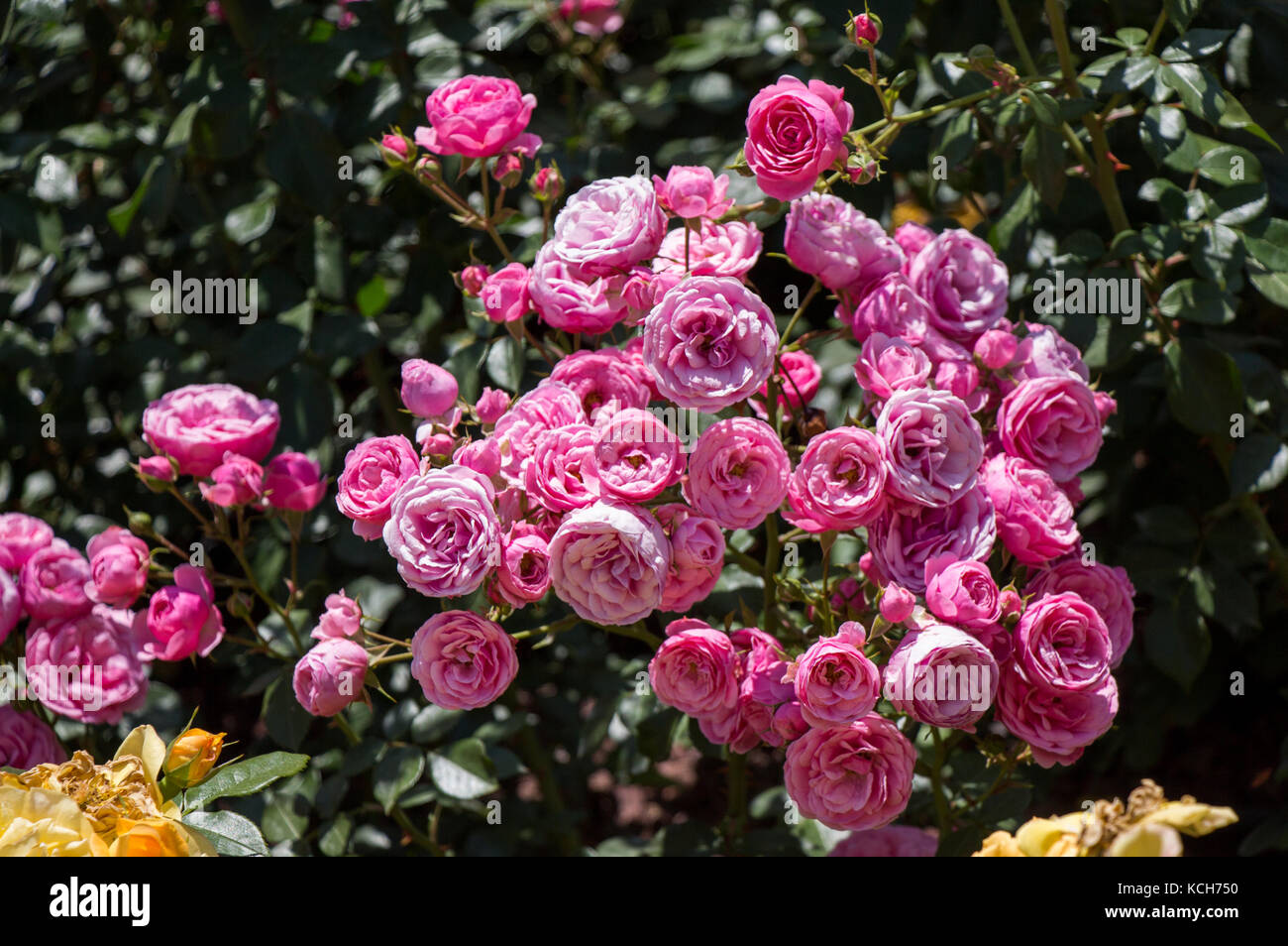 Rose garden full of beautiful fresh roses Stock Photo - Alamy