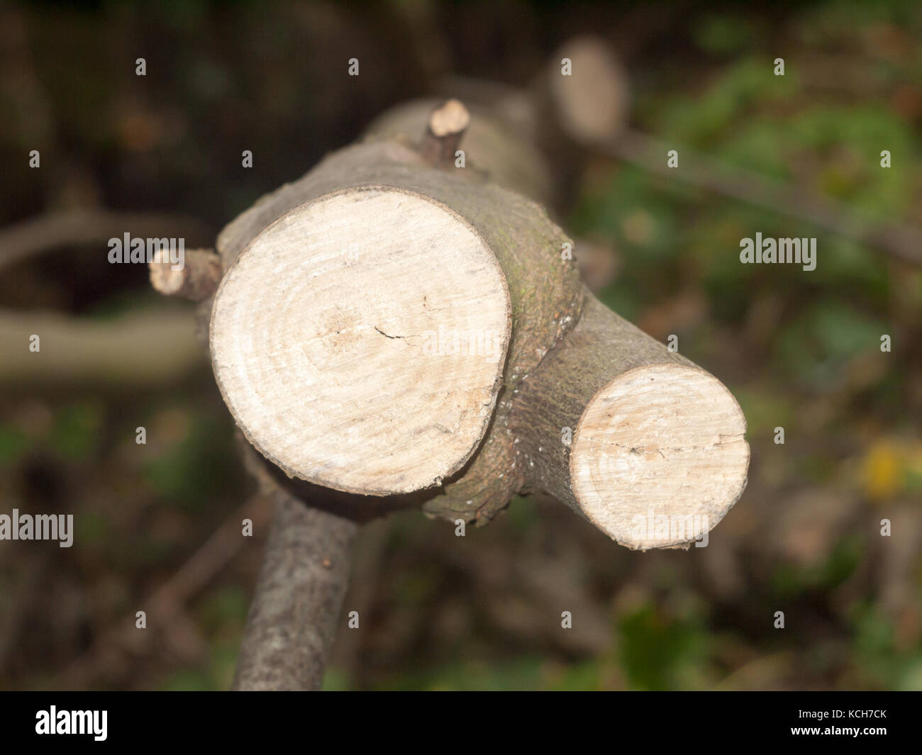 close up bottom cross-section of small chopped trees; essex; england ...