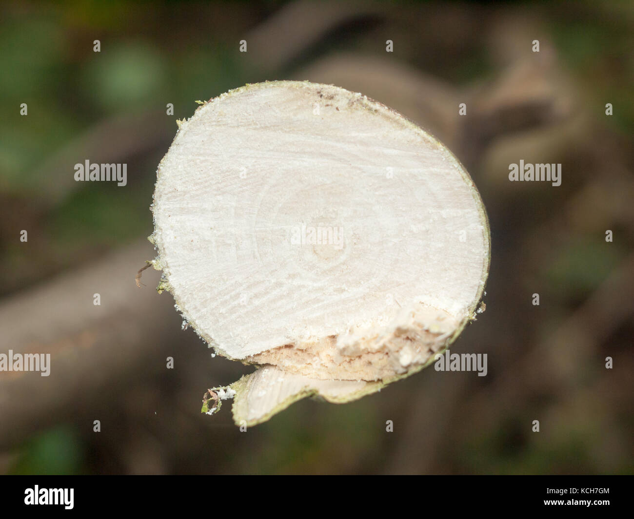 close up bottom cross-section of small chopped trees; essex; england ...