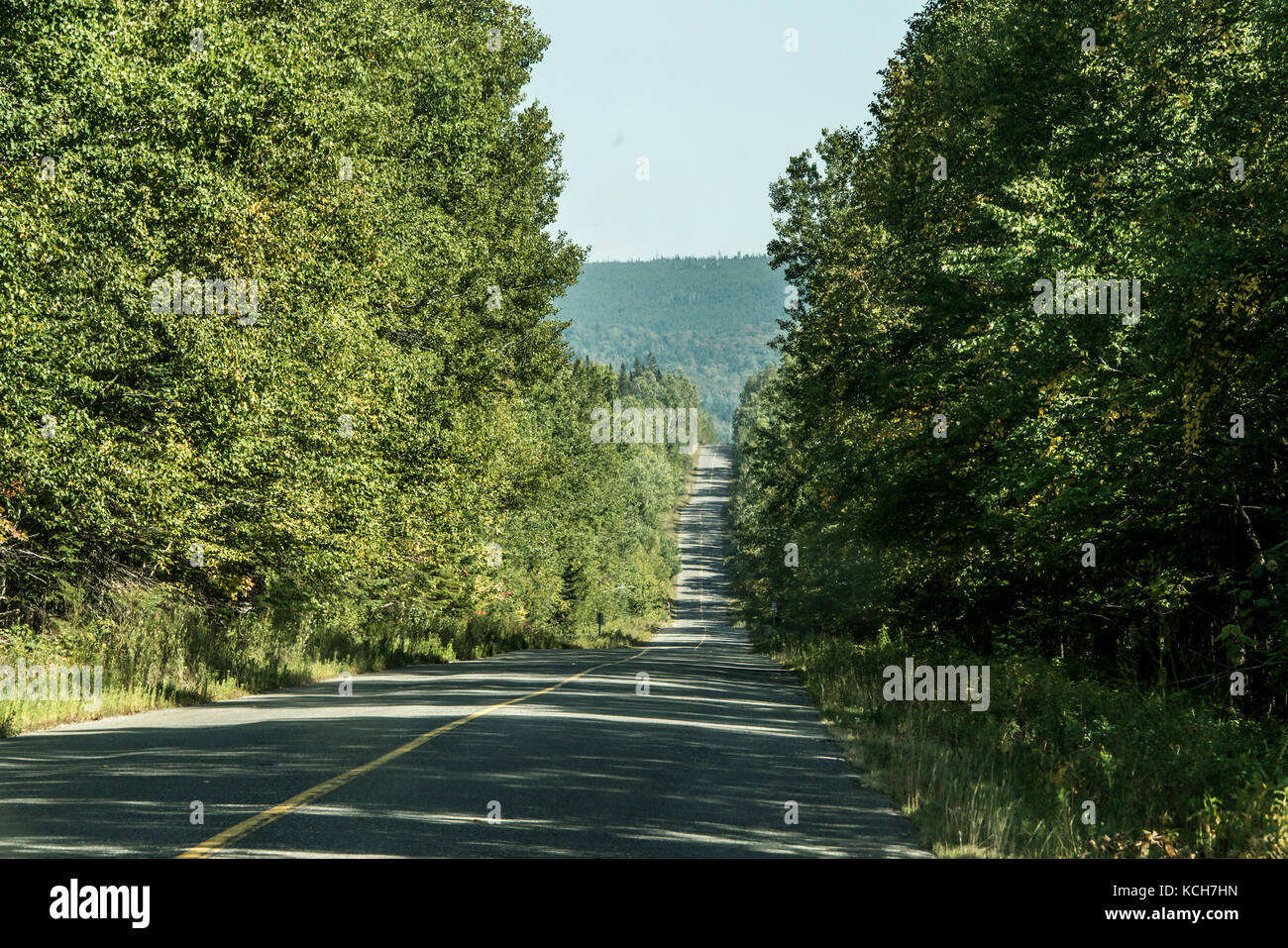 New Brunswick Forest High Resolution Stock Photography and Images - Alamy