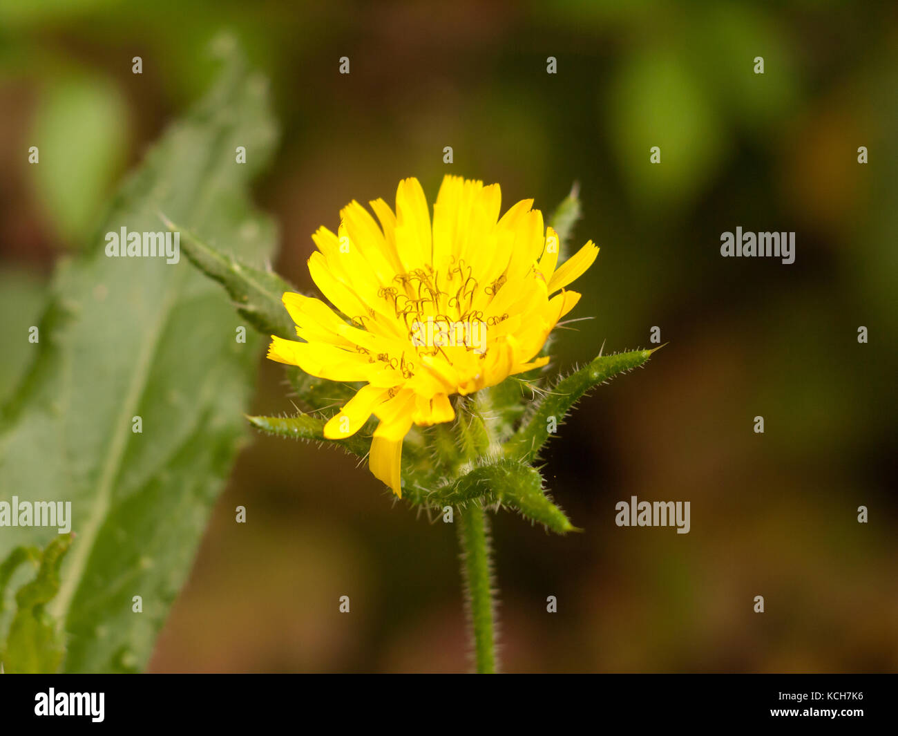 close up detail of opening dandelion flower head petals; essex; england ...