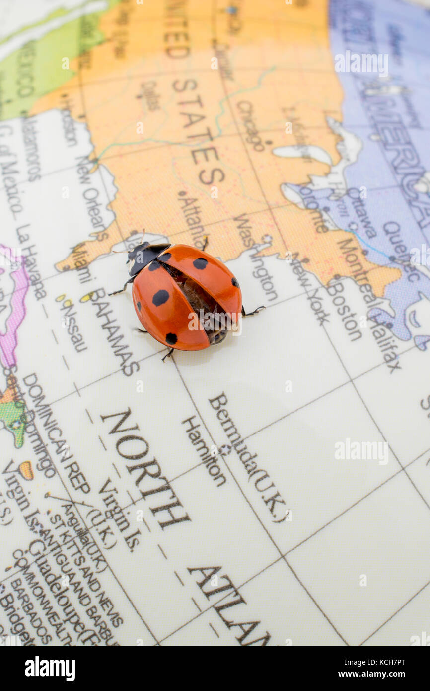 Ladybug walking on a little colorful model globe Stock Photo - Alamy