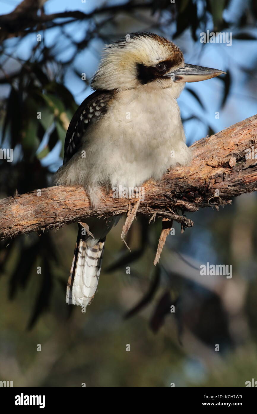 Perched kookaburra hi-res stock photography and images - Alamy