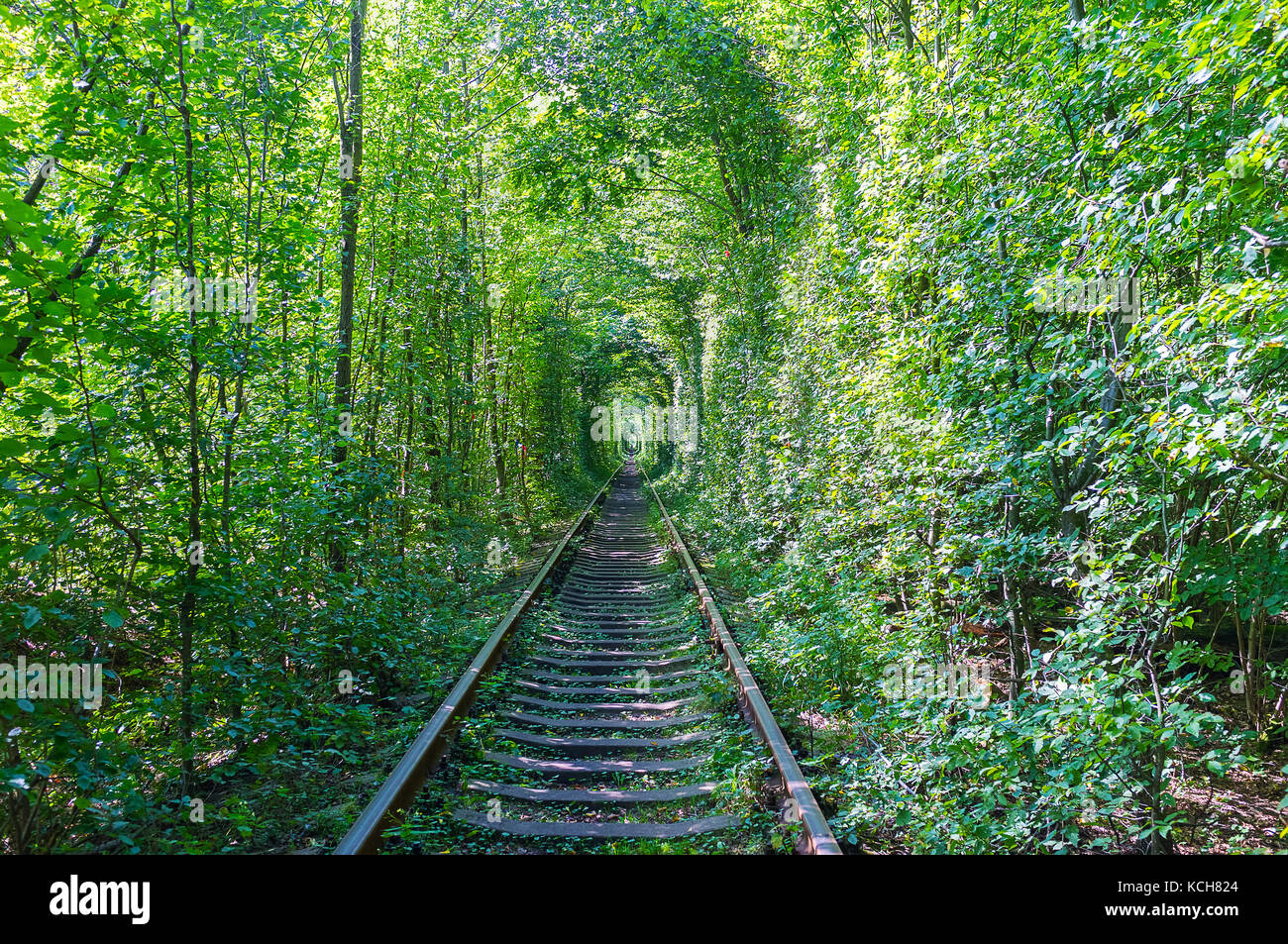 The arched shape of trees made by trains that run through forest and ...
