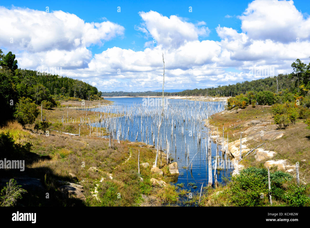 Dead trees due to flooding by the Tinaroo Falls Dam across the Barron ...