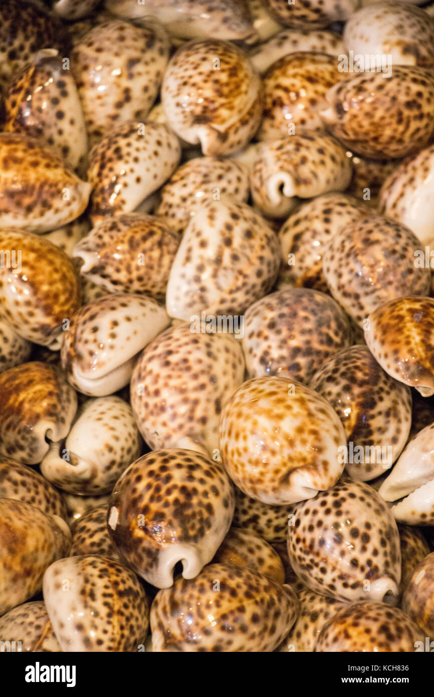 Same type of sea shells collected for decorative purposes Stock Photo ...