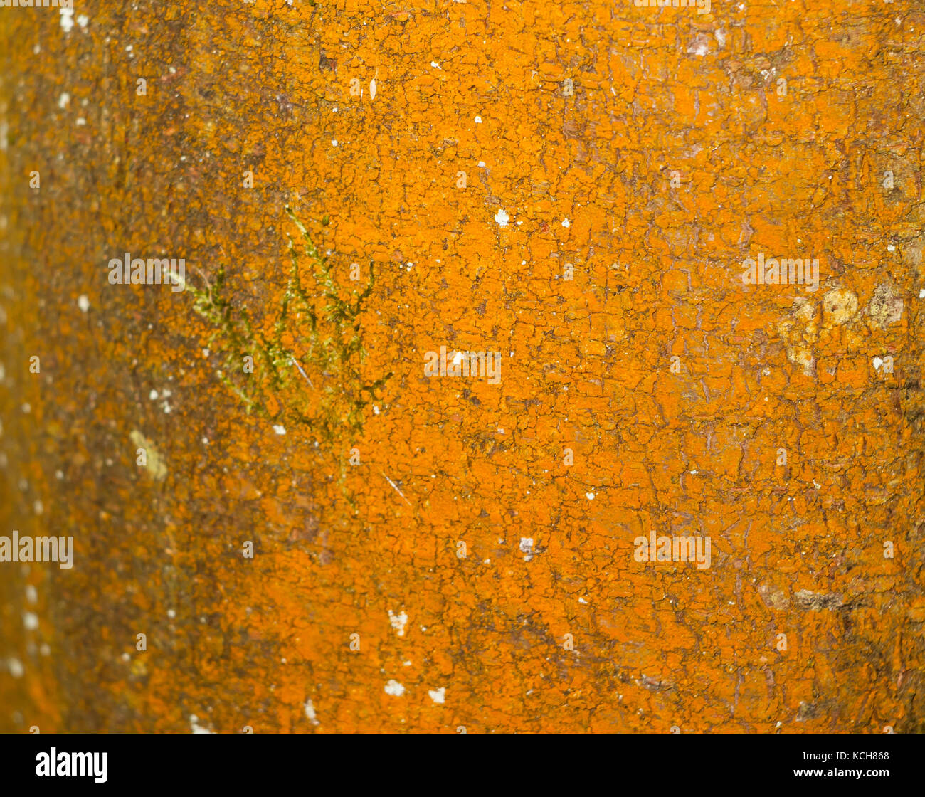 horrible orange rotting decay wood bark texture stain; essex; england ...