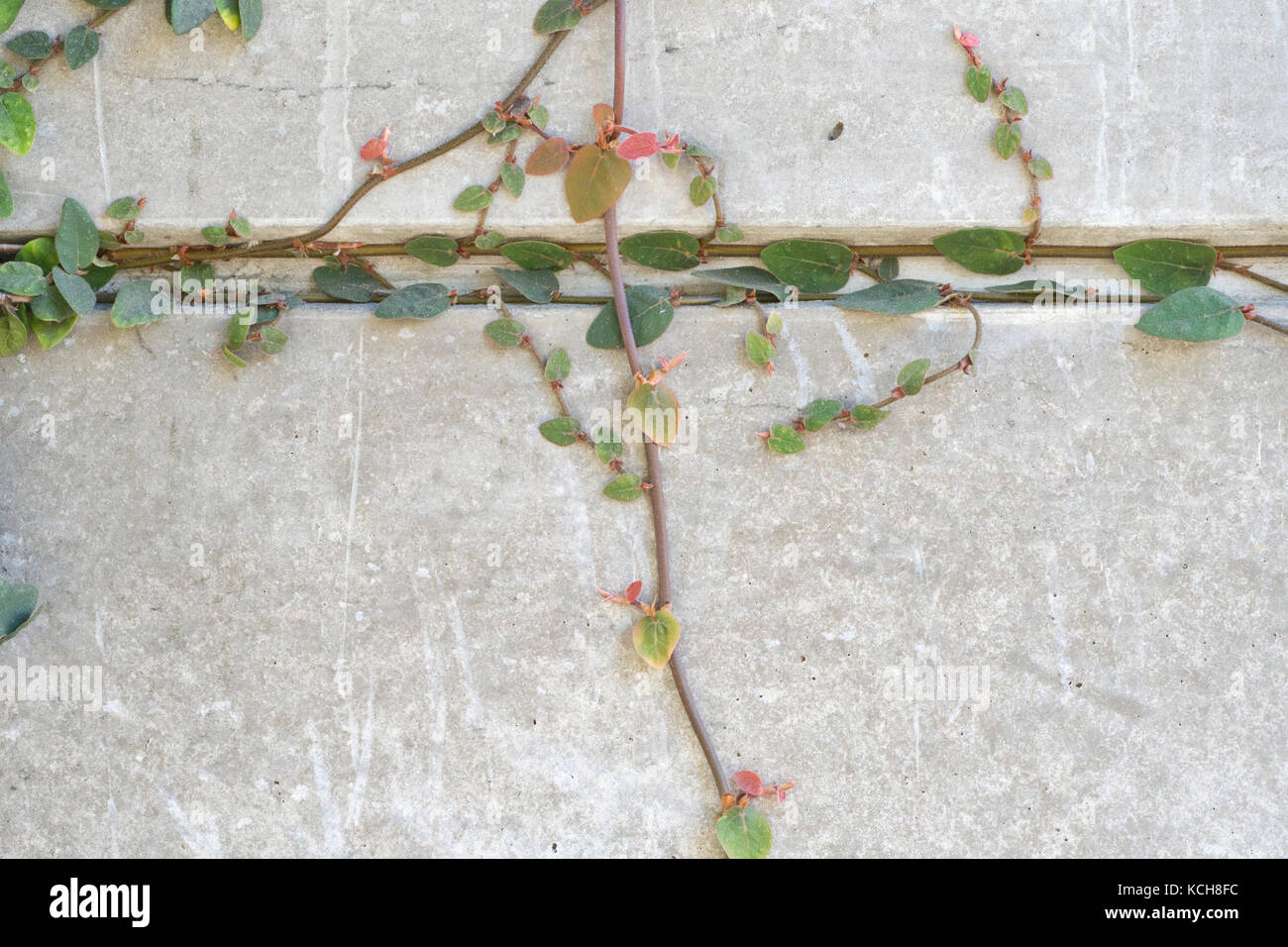 Crawling ivy on wall Stock Photo - Alamy