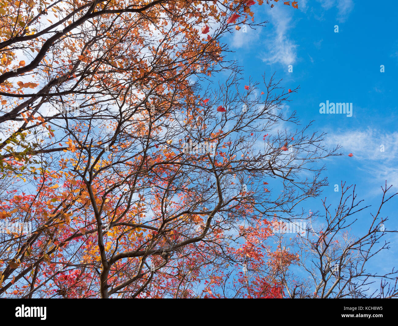 Red Maple Tree in Edmonton, Alberta, Canada Stock Photo - Alamy