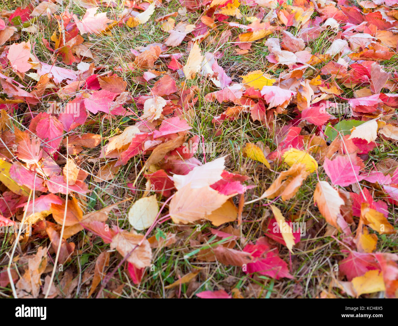 Fallen Red Maple Leaves background, Edmonton, Alberta, Canada Stock ...