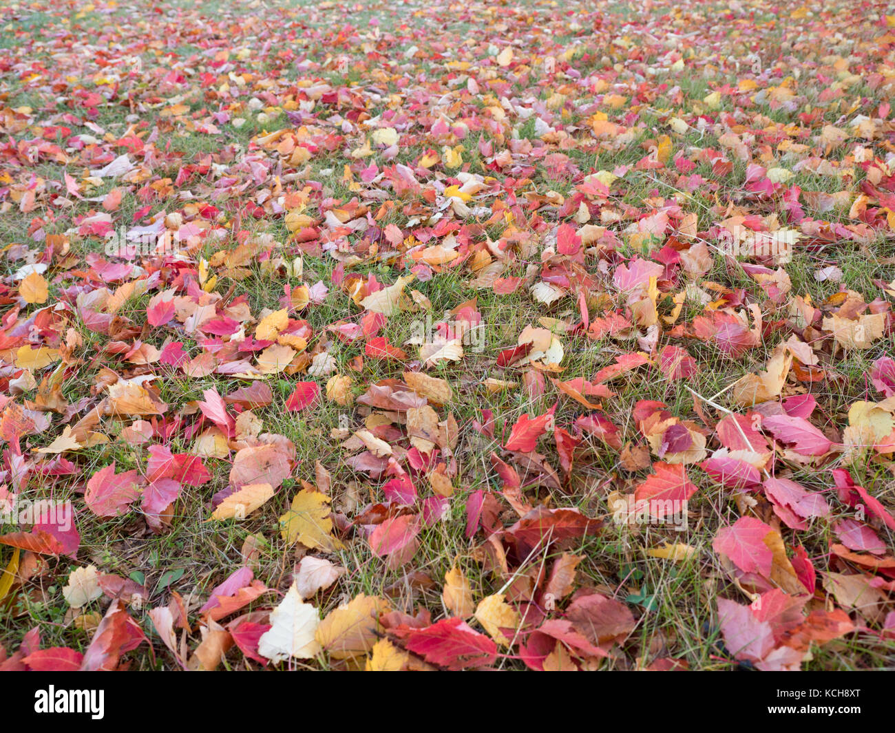 Fallen Red Maple Leaves background, Edmonton, Alberta, Canada Stock ...