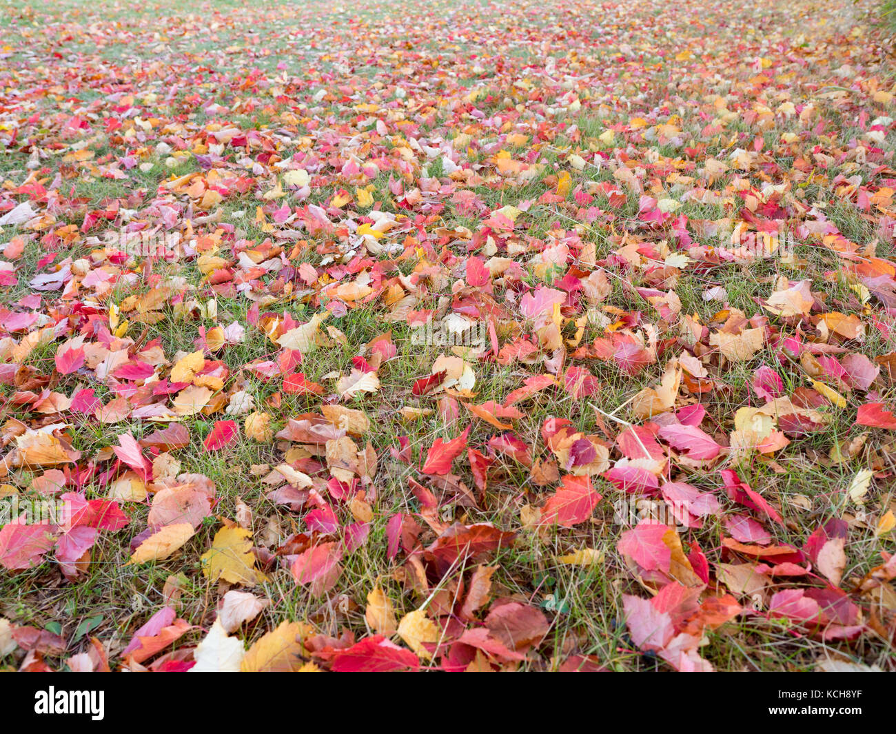 Fallen Red Maple Leaves background, Edmonton, Alberta, Canada Stock ...