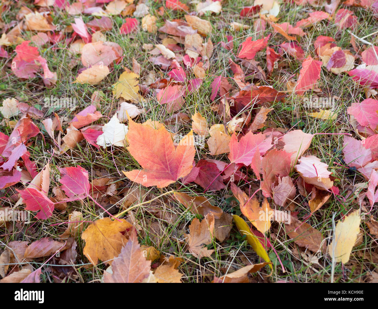 Fallen Red Maple Leaves background, Edmonton, Alberta, Canada Stock ...