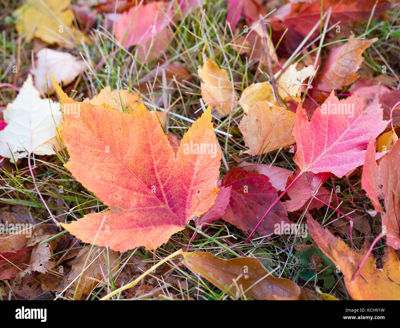 Fallen Red Maple Leaves background, Edmonton, Alberta, Canada Stock ...