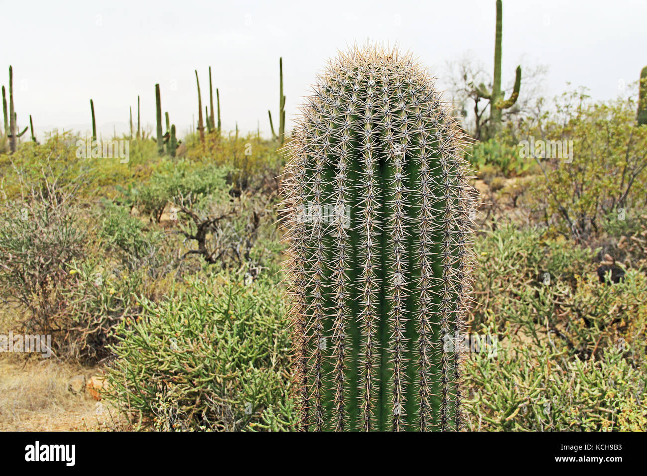 Close up of a Saguaro Cactus with Copy Space Stock Photo - Alamy
