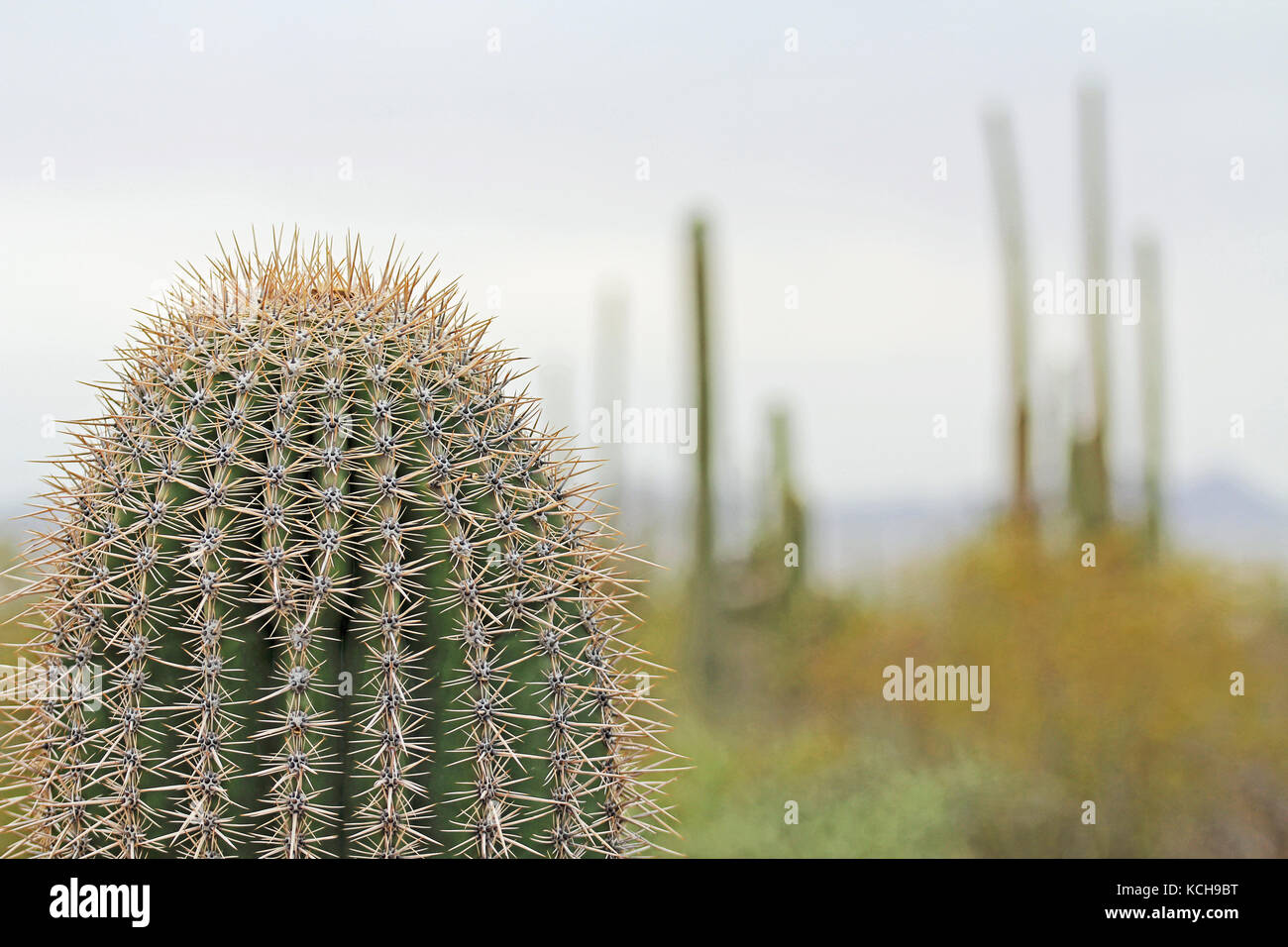 Close up of a Saguaro Cactus with Copy Space Stock Photo - Alamy