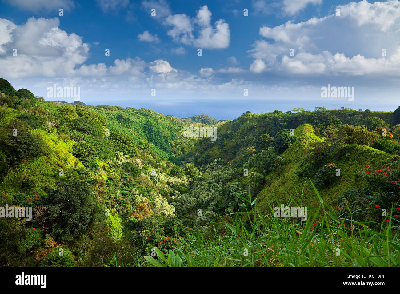 Lush rainforest valley, Maui, Hawaii Stock Photo - Alamy