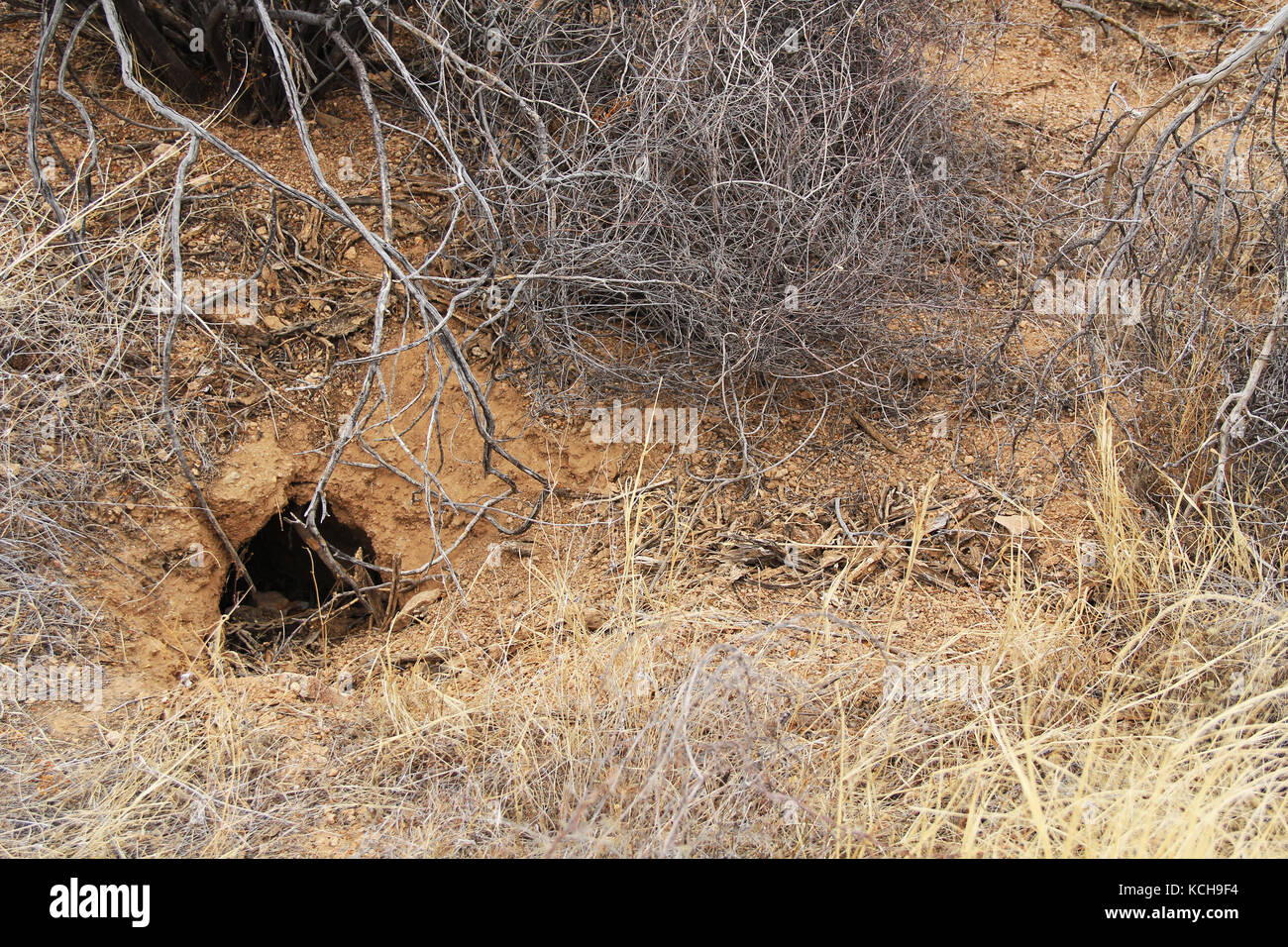 Animal burrow in the Sonoran Desert in Saguaro National Park, Tucson ...