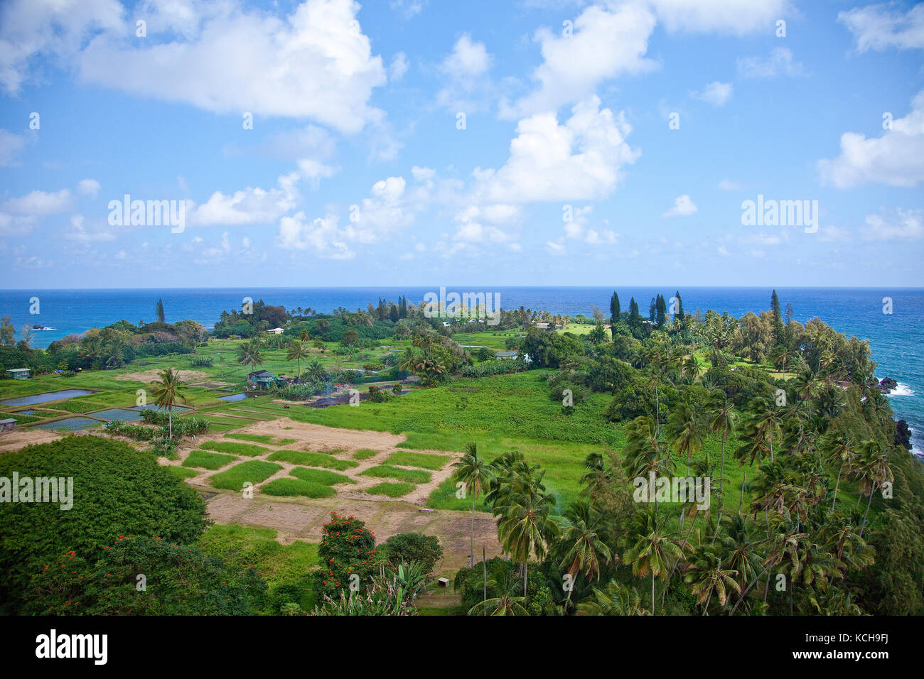 Taro root fields hi-res stock photography and images - Alamy