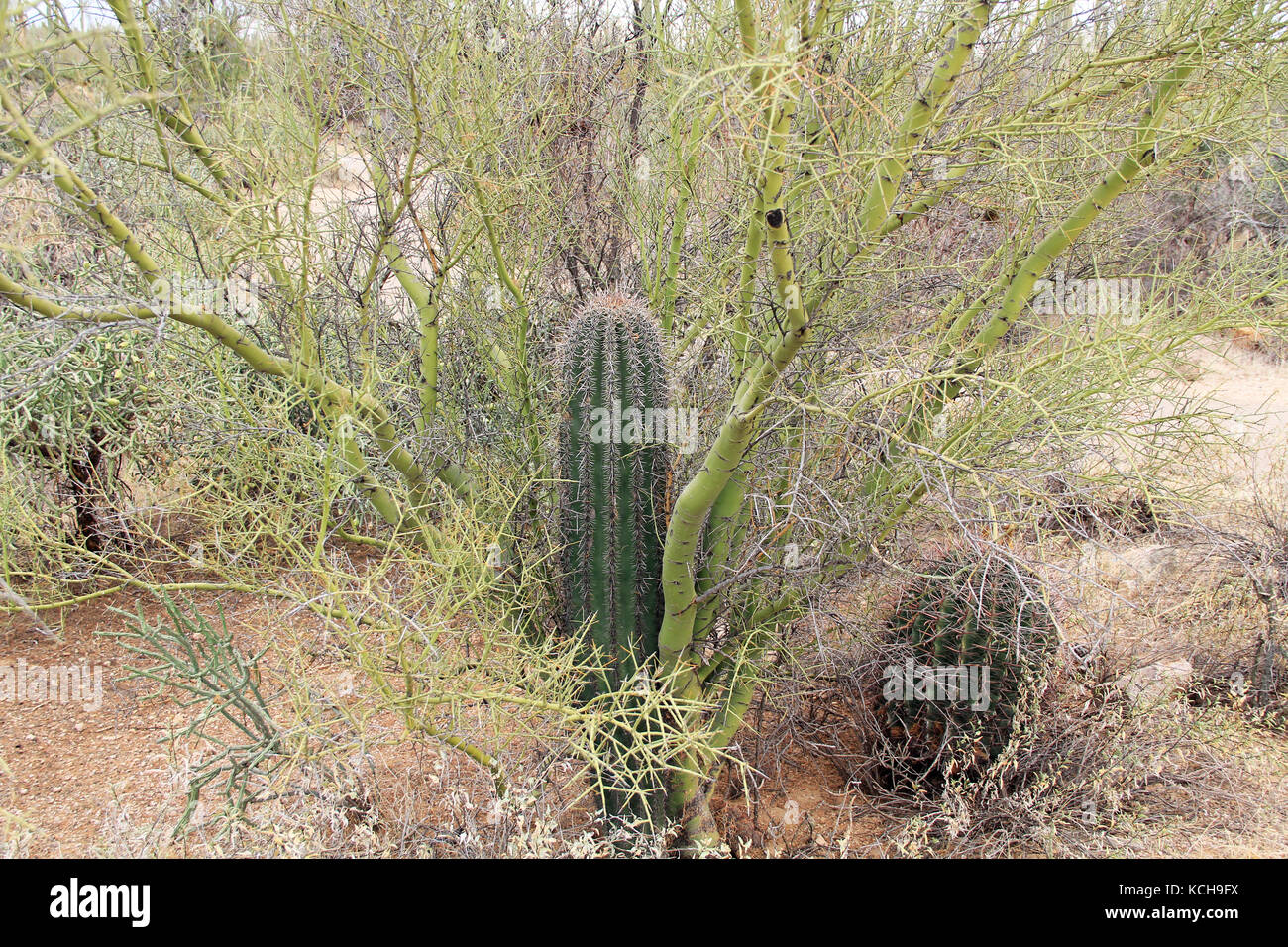 Palo verde tree hi-res stock photography and images - Alamy