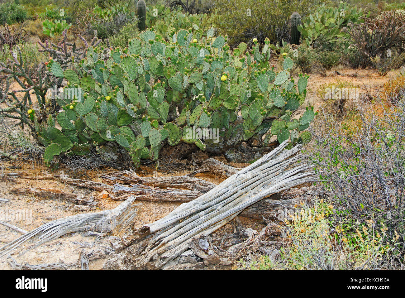 Saguaro ribs hi-res stock photography and images - Alamy