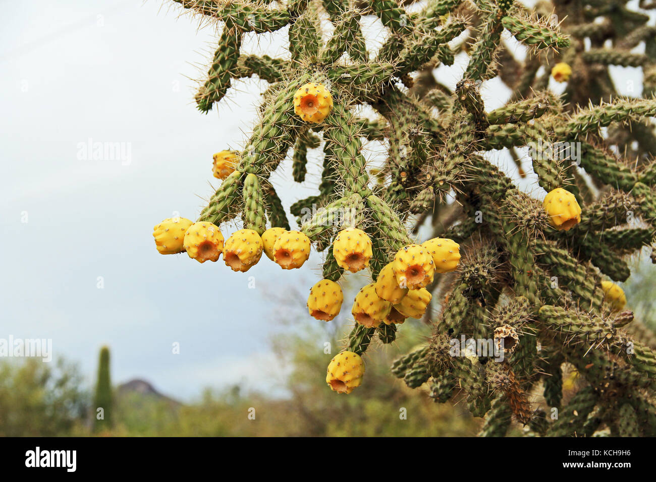 Cholla cactus yellow fruit hi-res stock photography and images - Alamy