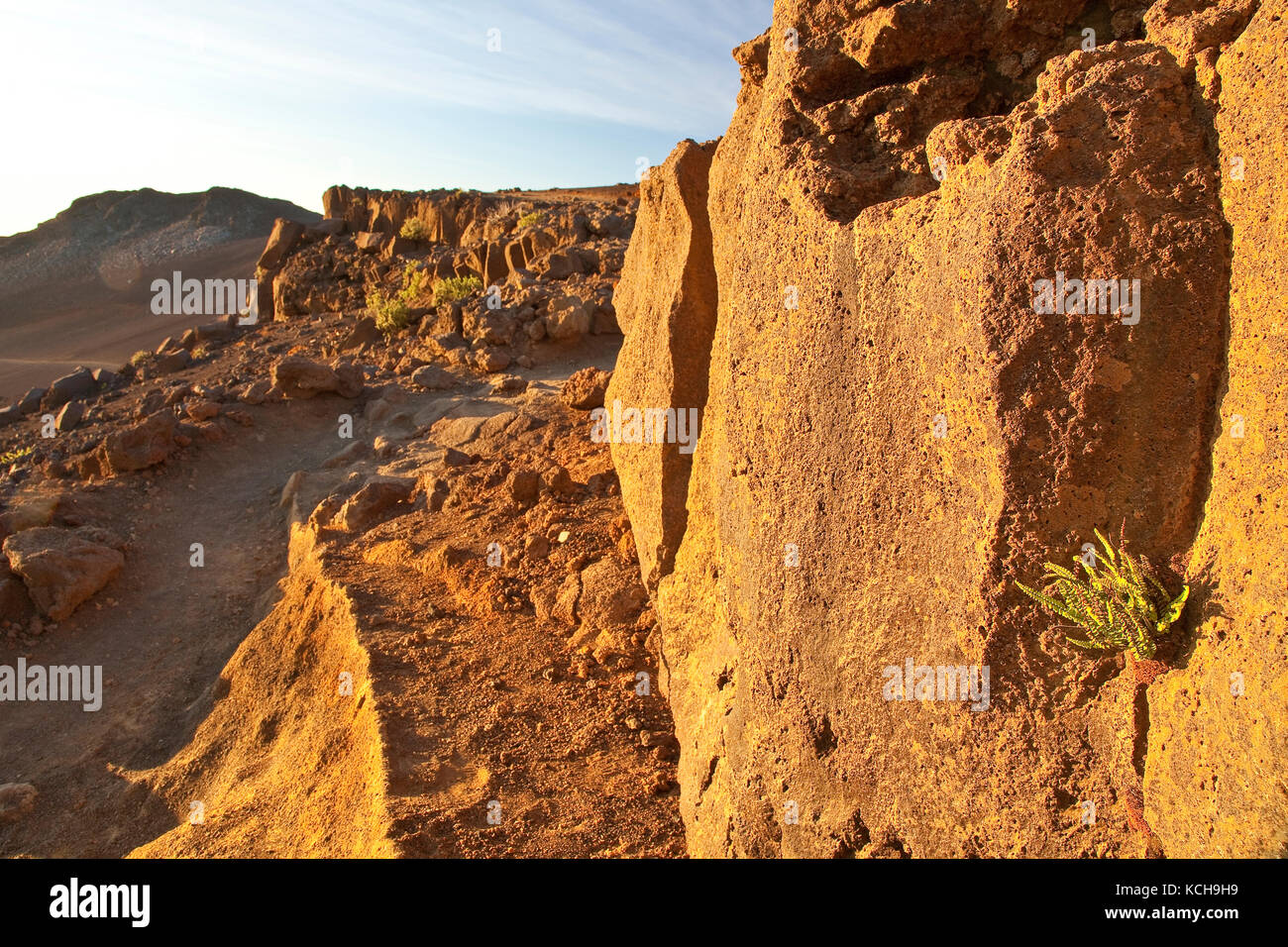 Hawaii fern hi-res stock photography and images - Alamy