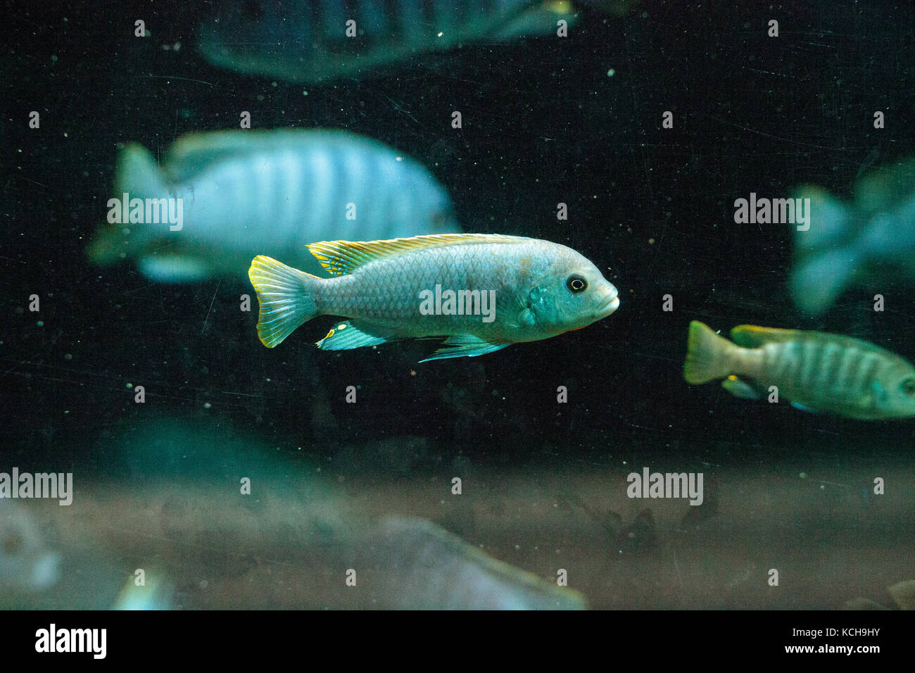 African cichlids Cichlidae swim in freshwater rivers in Africa. These ...