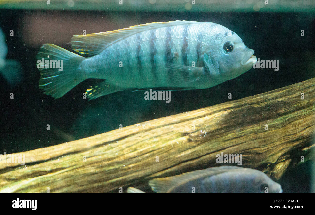African cichlids Cichlidae swim in freshwater rivers in Africa. These ...