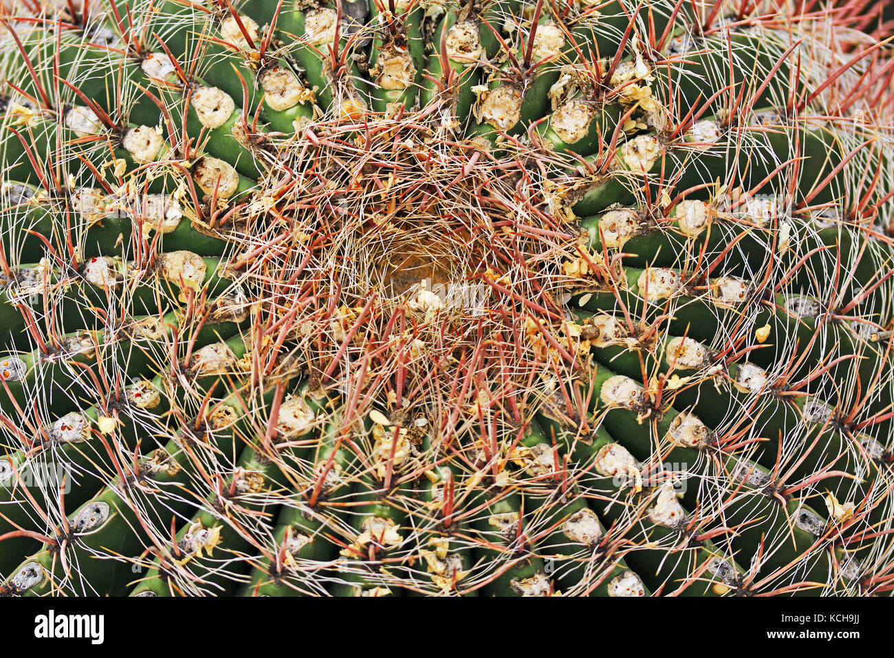 Fishhook barrel cactus hi-res stock photography and images - Alamy