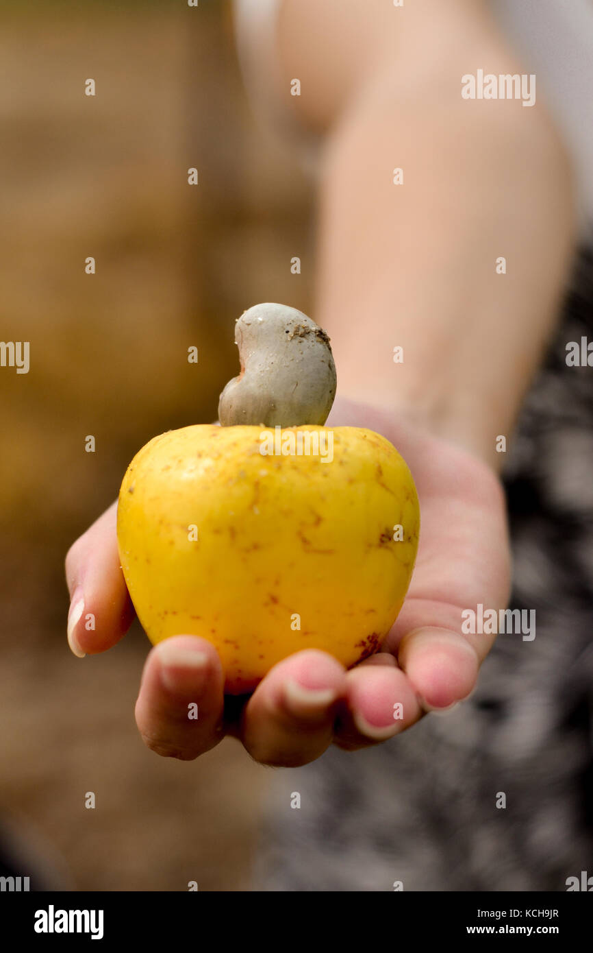 Brazilian fruit called caju Stock Photo - Alamy