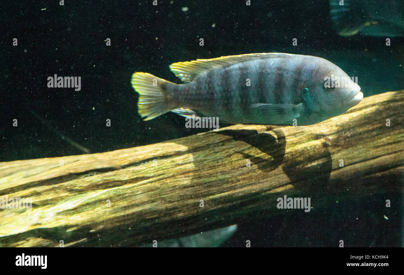 African cichlids Cichlidae swim in freshwater rivers in Africa. These ...