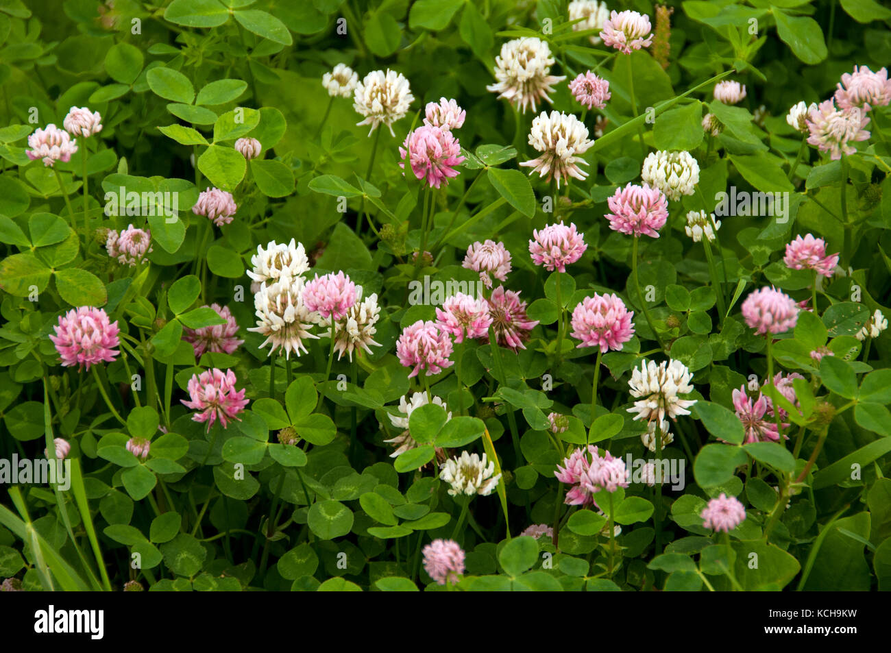 White Dutch Clover