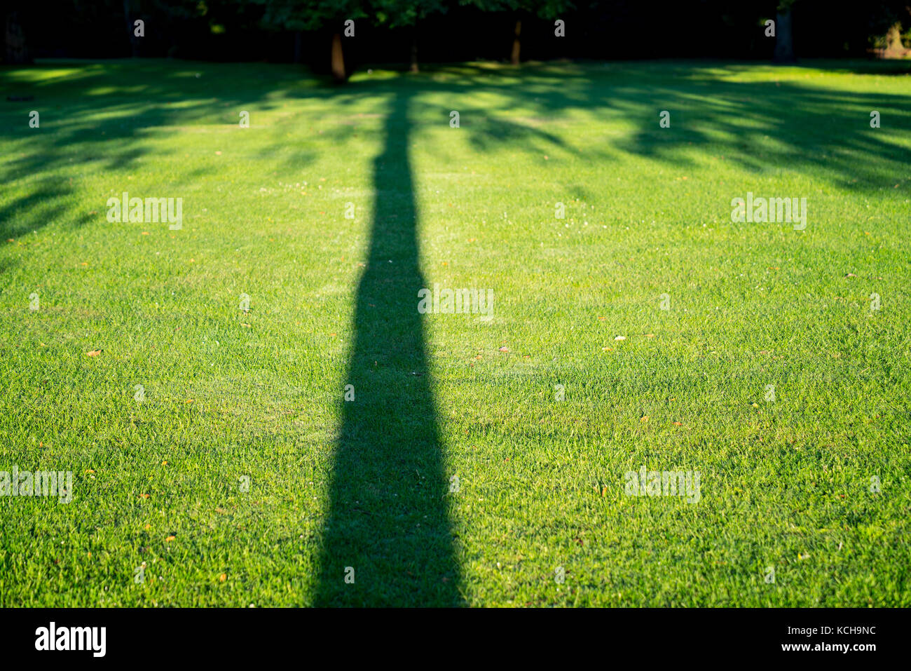 Long shadow of tree across green lawn Stock Photo - Alamy