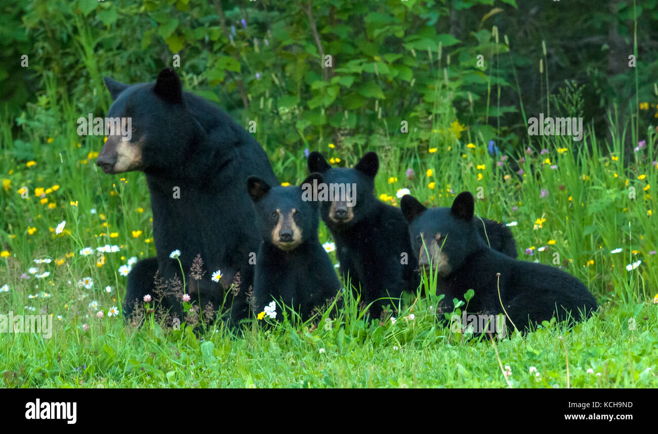 WIld American black bear (Ursus americanus) Female or Sow and Cub, near ...