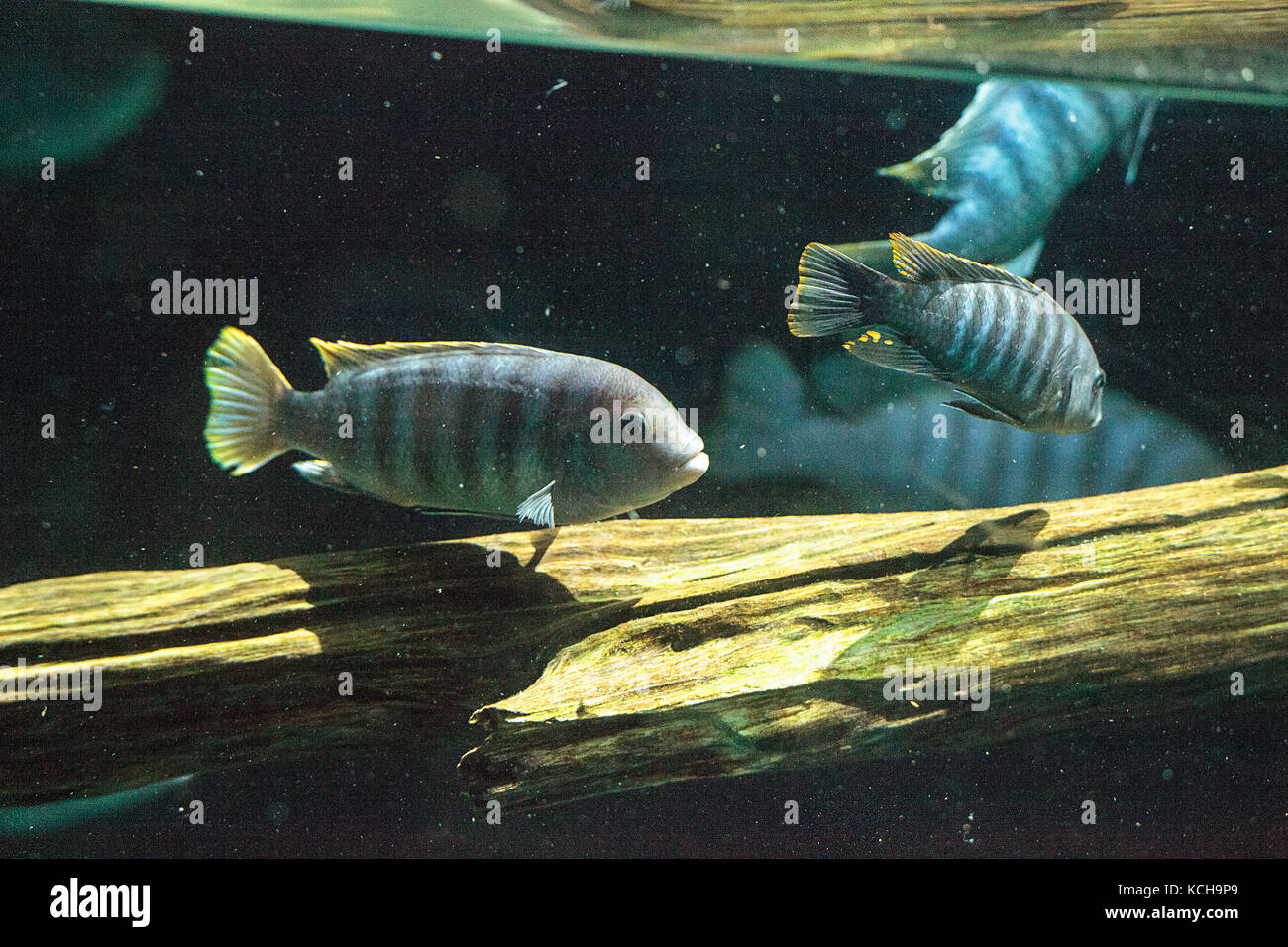 African cichlids Cichlidae swim in freshwater rivers in Africa. These ...