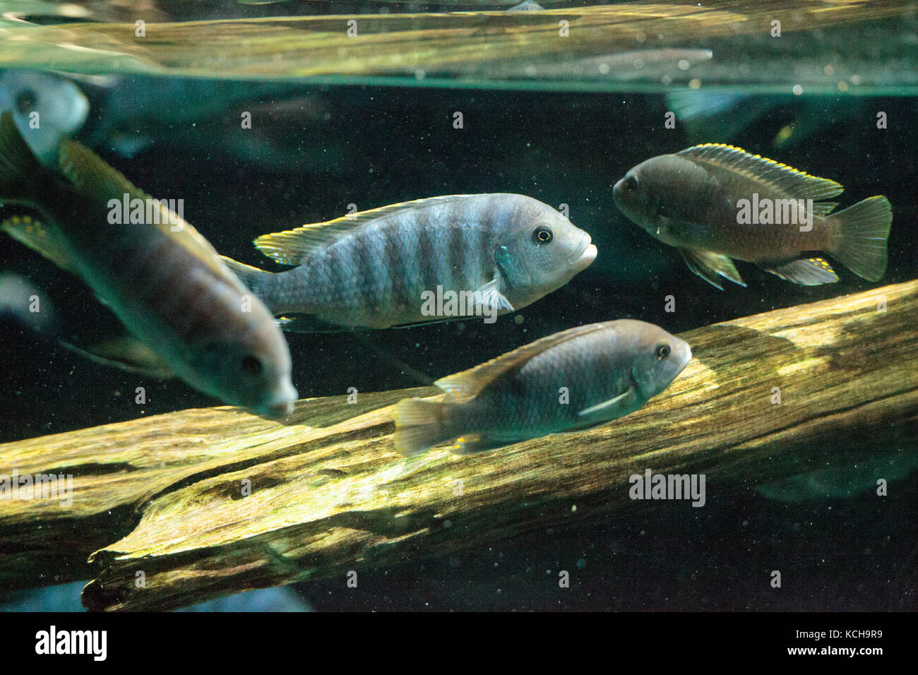 African cichlids Cichlidae swim in freshwater rivers in Africa. These ...