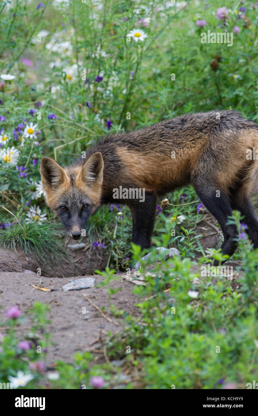 Cross fox pup outside the den Stock Photo - Alamy